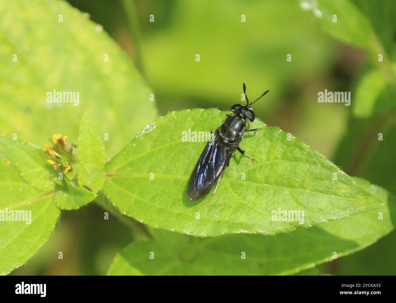 Black Soldier Fly (Hermetia illucens) Insecta Stock Photo - Alamy