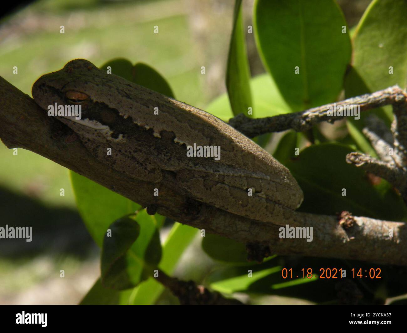 Montevideo Tree Frog (Boana pulchella) Amphibia Stock Photo - Alamy