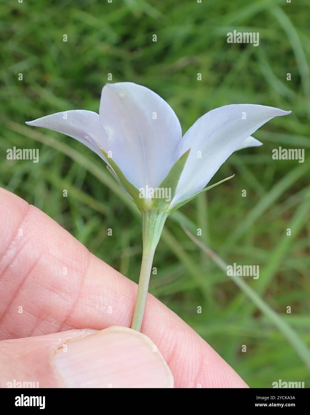 African Blue Bell (Wahlenbergia undulata) Plantae Stock Photo - Alamy