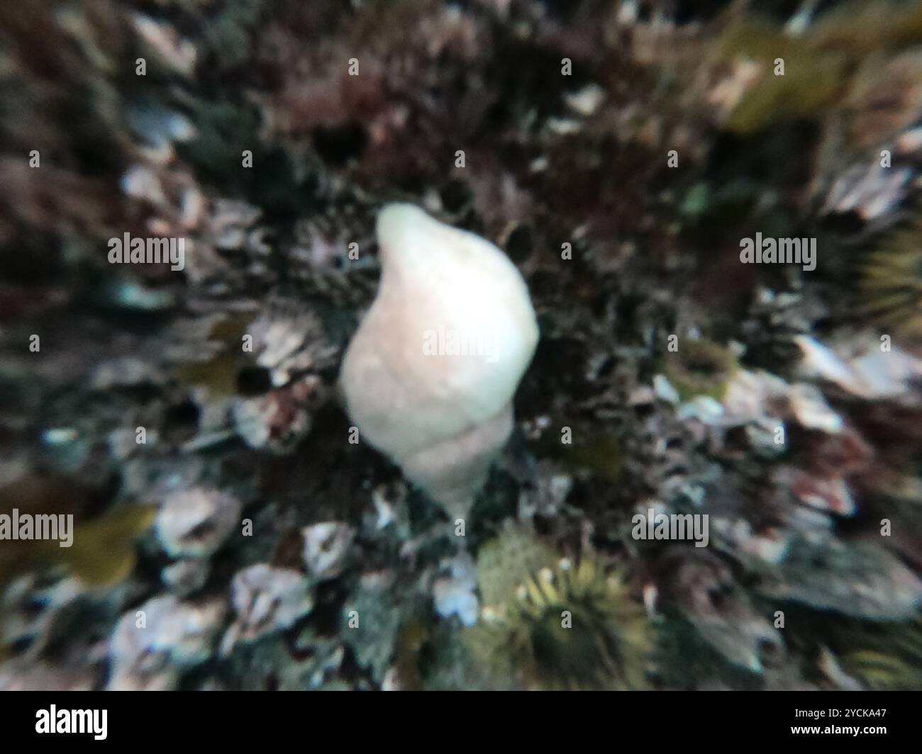 Frilled Dogwinkle (Nucella lamellosa) Mollusca Stock Photo - Alamy