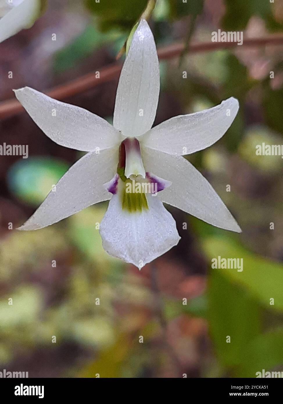 Dendrobium cunninghamii dendrobium cunninghamii hi-res stock ...