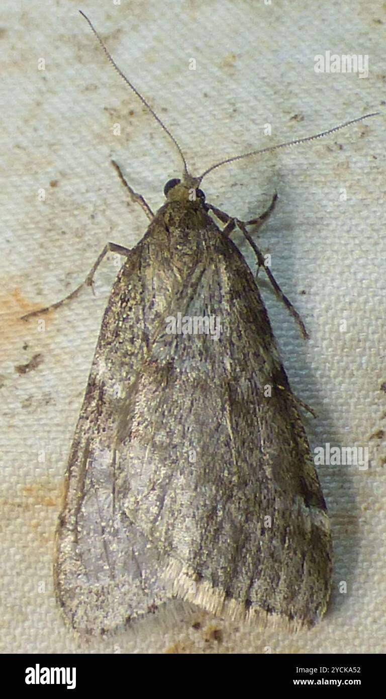 Fall Cankerworm Moth (Alsophila pometaria) Insecta Stock Photo - Alamy