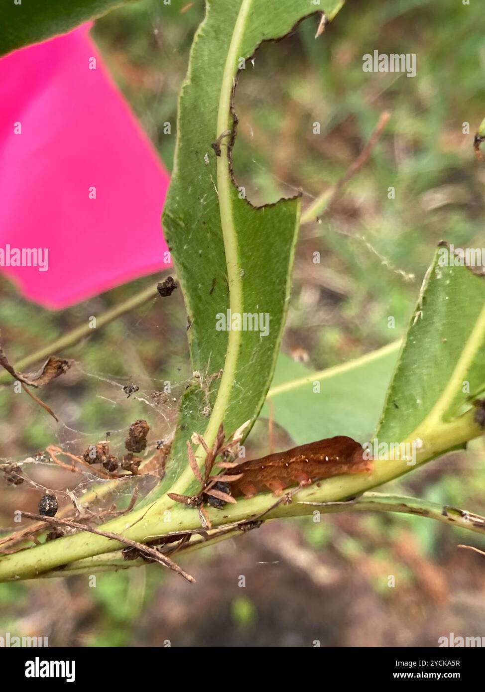 Florida Fern Moth (Callopistria floridensis) Insecta Stock Photo - Alamy