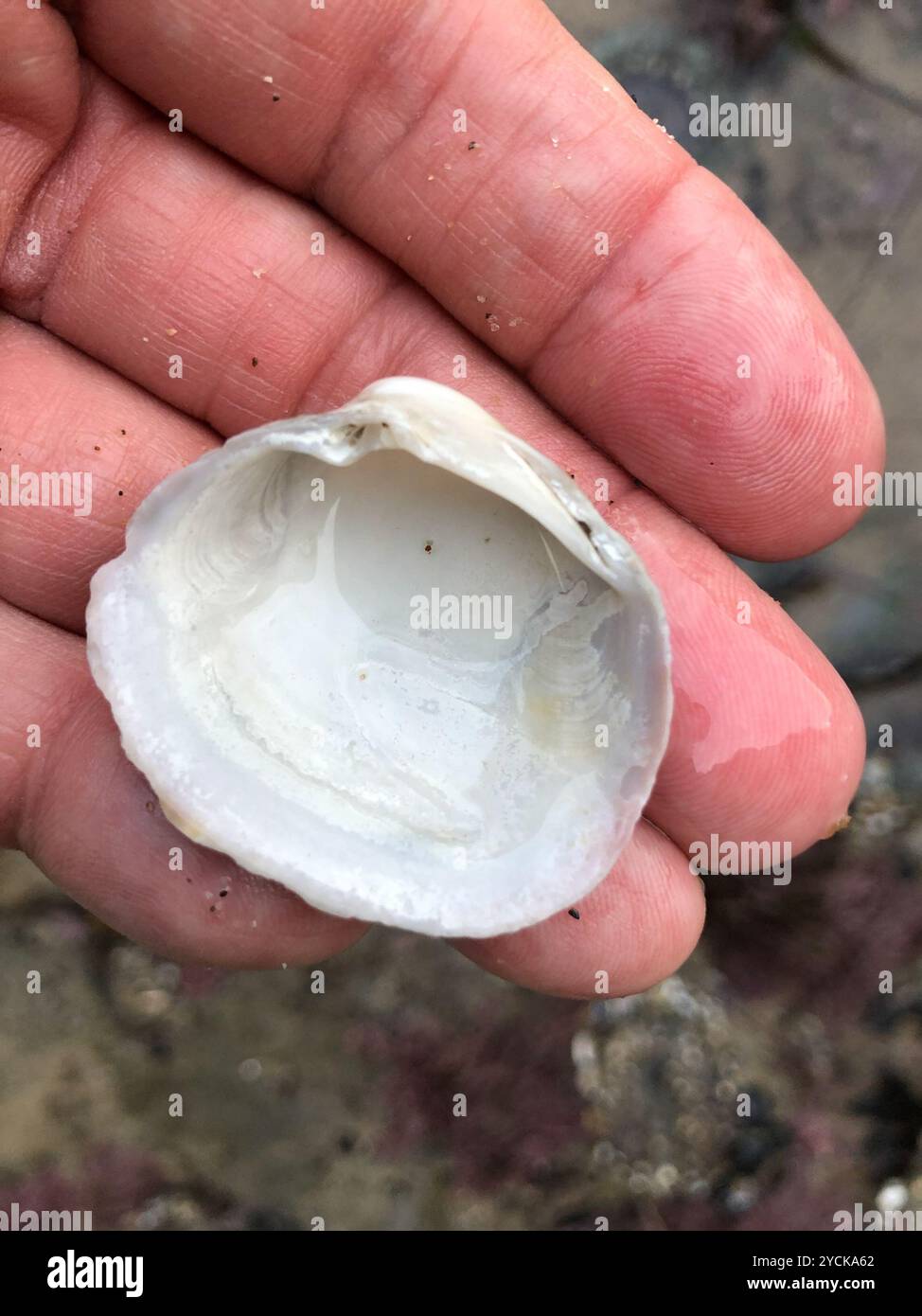 Pacific Littleneck Clam (Leukoma staminea) Mollusca Stock Photo - Alamy
