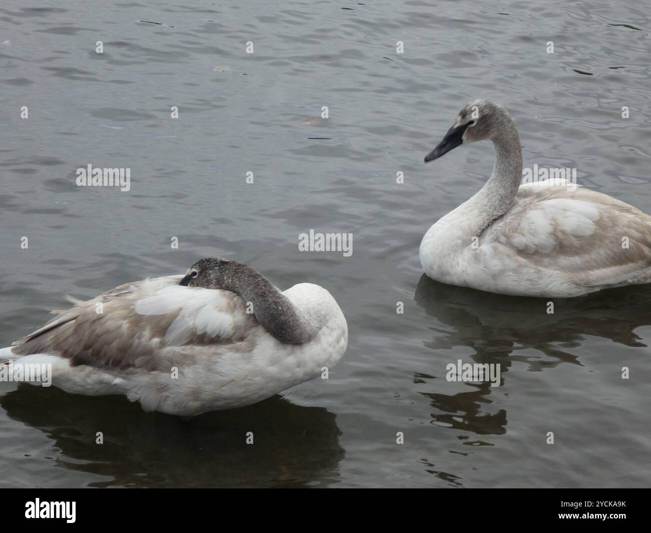 Trumpeter Swan (Cygnus buccinator) Aves Stock Photo - Alamy