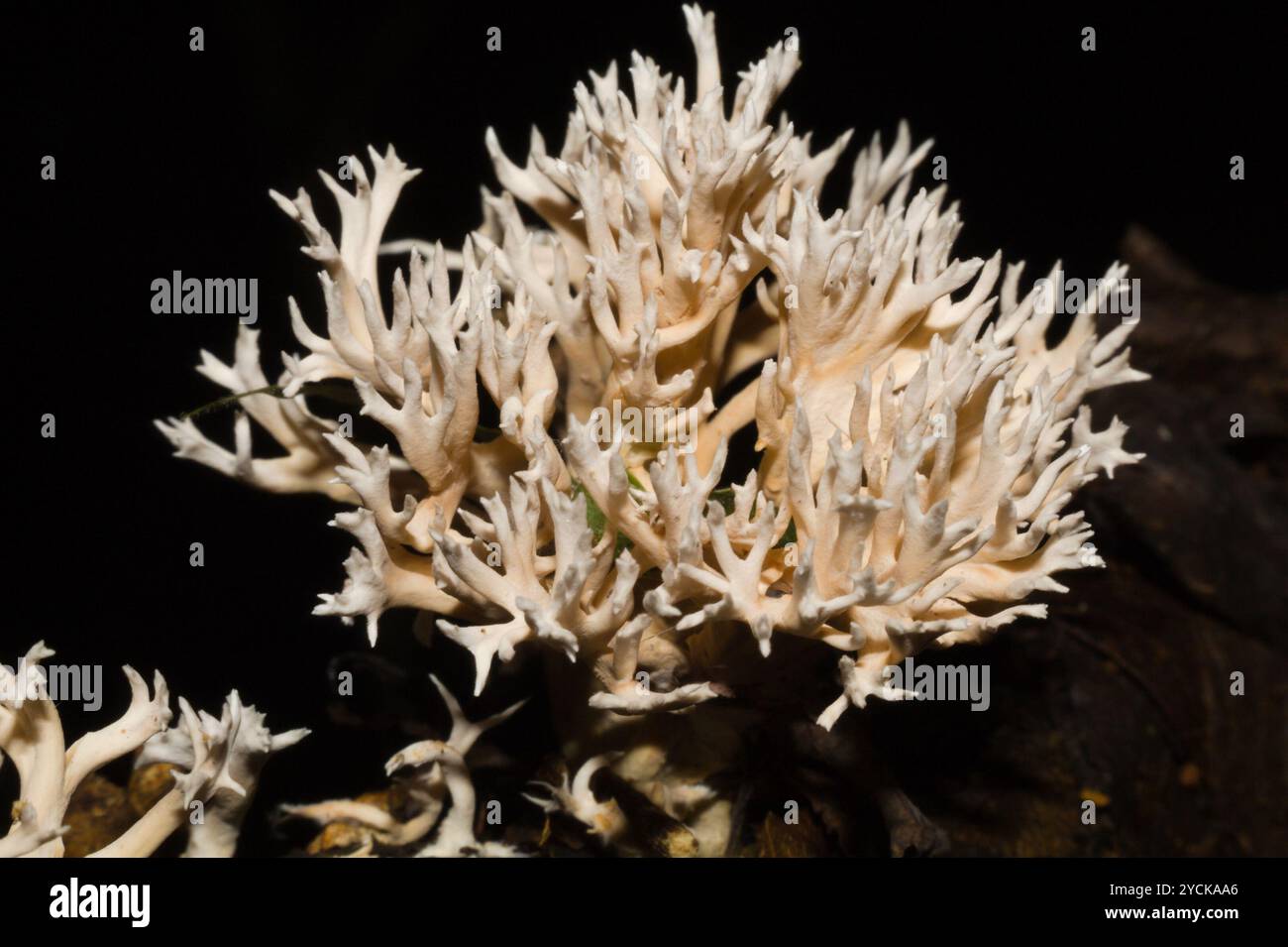 antler and spindle fungi (Clavariaceae) Fungi Stock Photo - Alamy