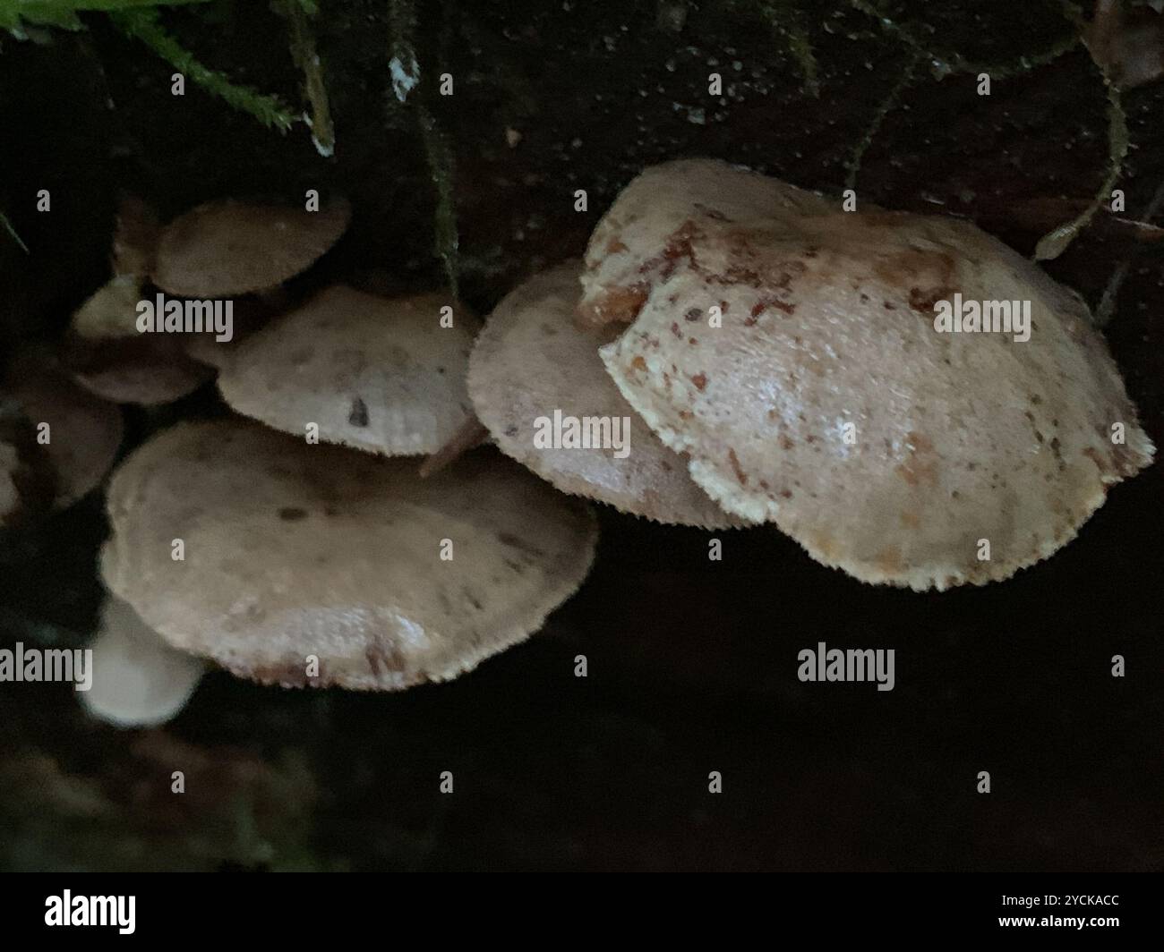 (Neolentinus kauffmanii) Fungi Stock Photo - Alamy