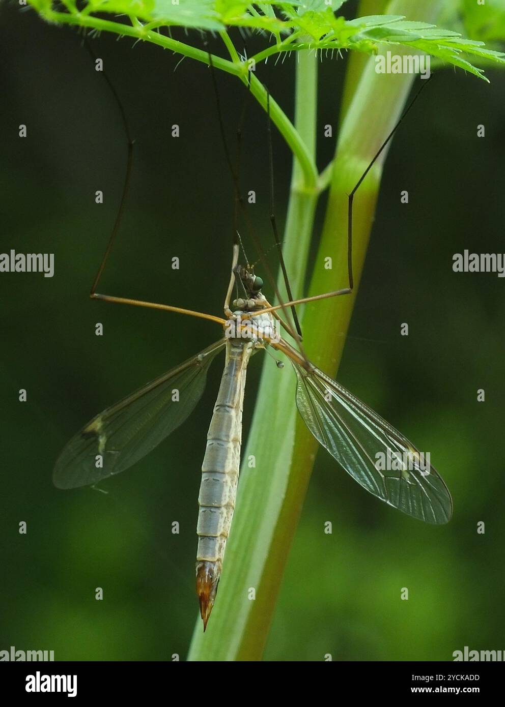 Large Crane Flies (Tipulidae) Insecta Stock Photo - Alamy