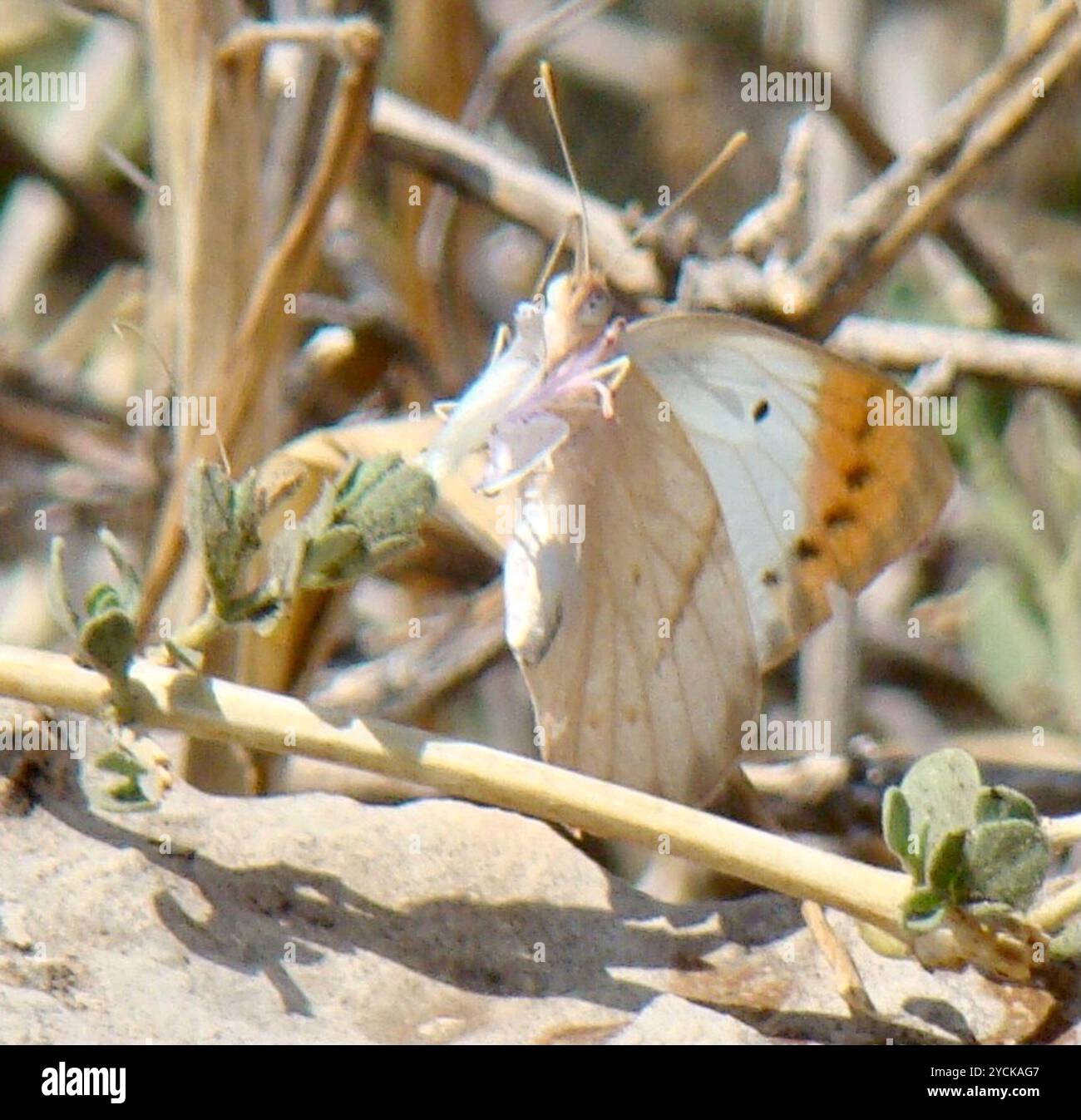 Colotis ione hi-res stock photography and images - Alamy
