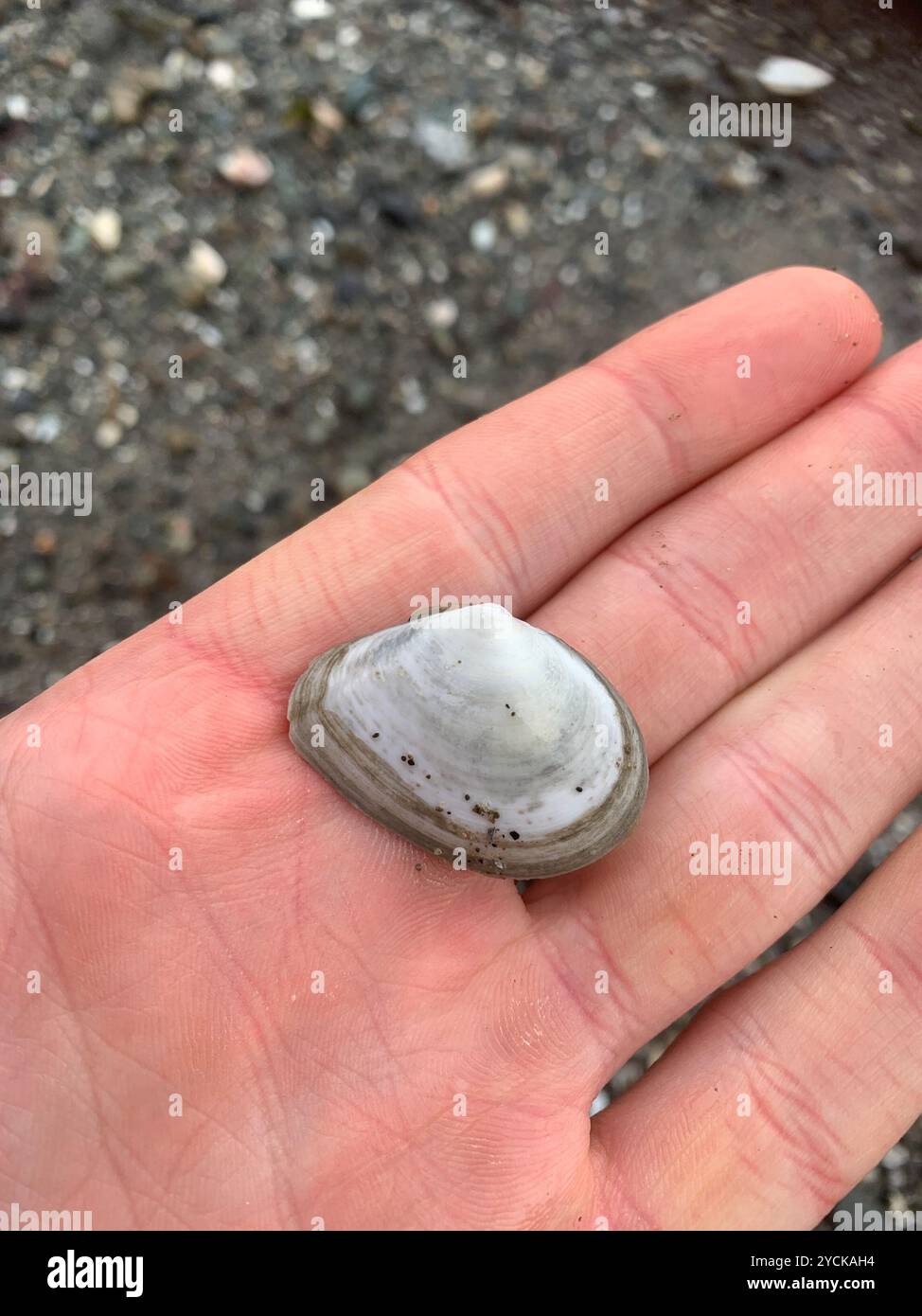 Bent-nosed Clam (Macoma nasuta) Mollusca Stock Photo - Alamy