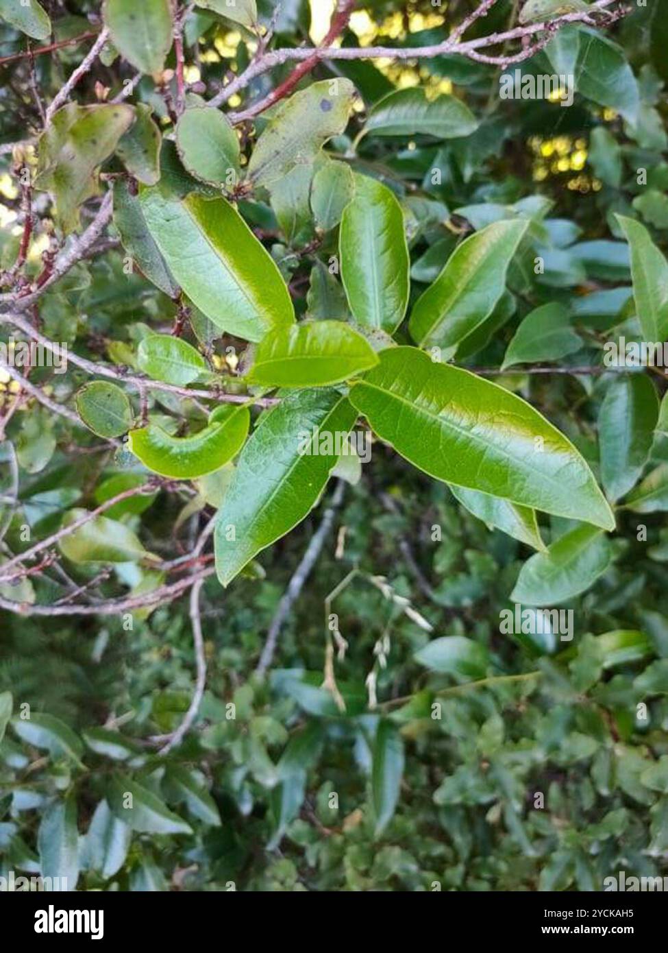 New Zealand passionflower (Passiflora tetrandra) Plantae Stock Photo ...
