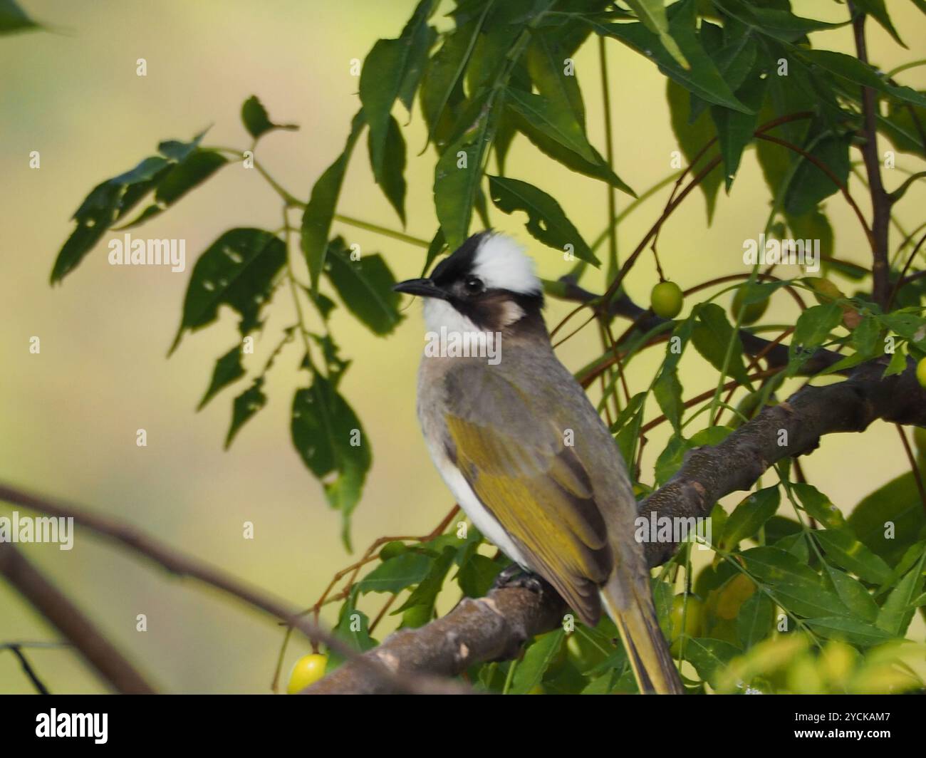 Taiwan Bulbul (Pycnonotus sinensis formosae) Aves Stock Photo - Alamy