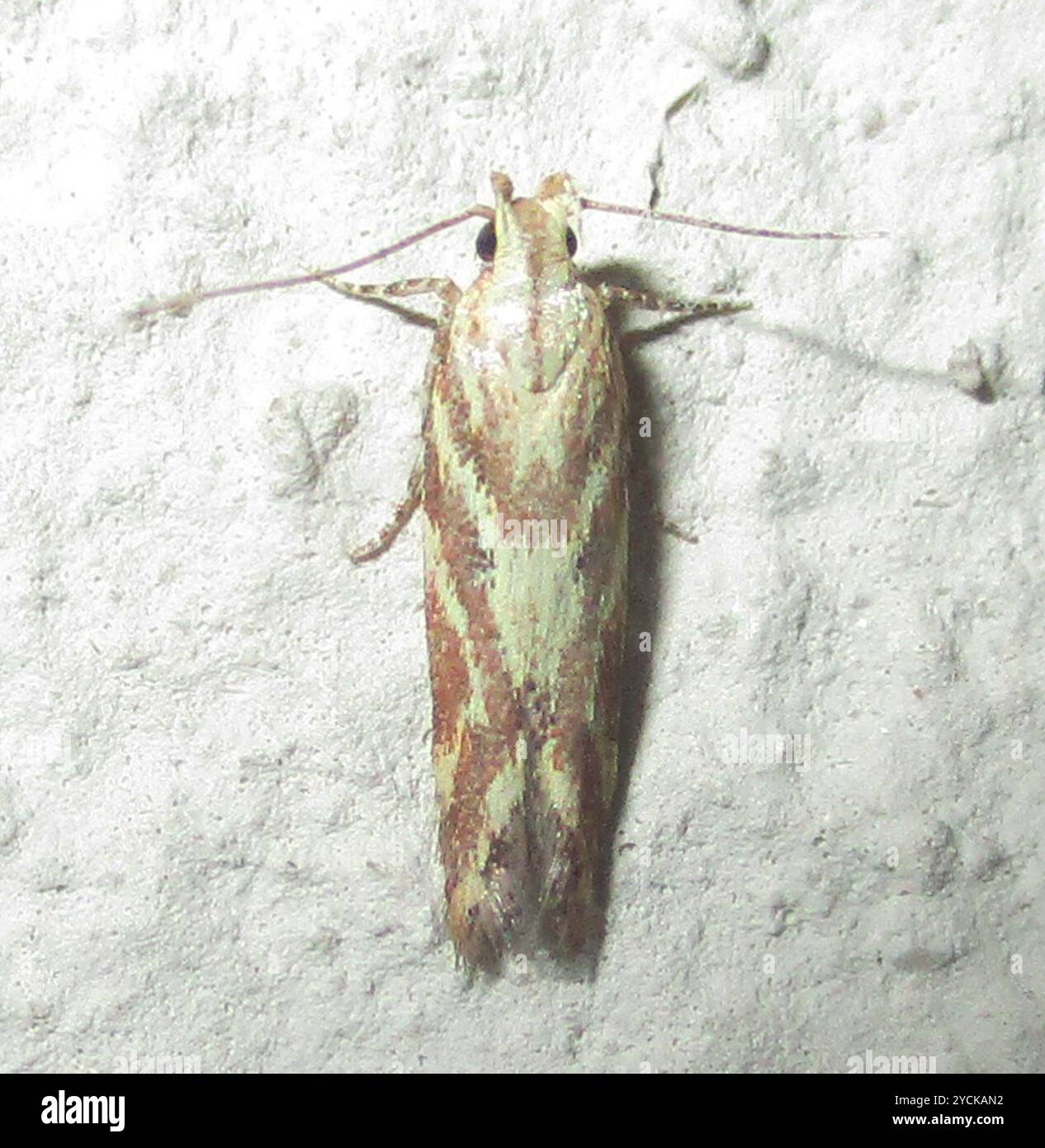 Twirler Moths (Gelechiidae) Insecta Stock Photo - Alamy