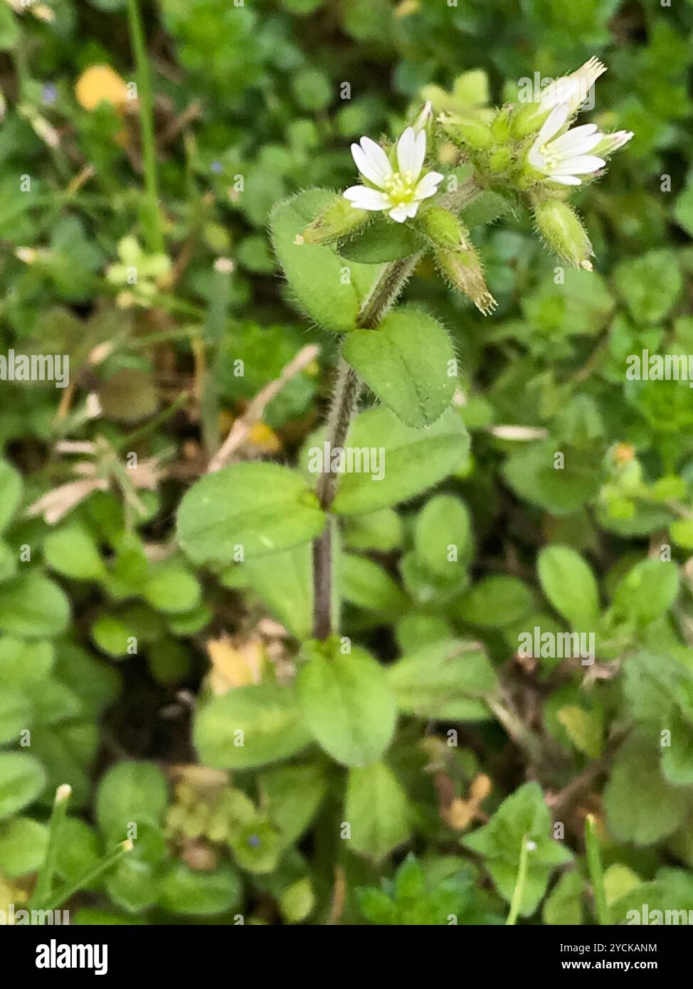 Sticky mouse-ear chickweed (Cerastium glomeratum) Plantae Stock Photo ...