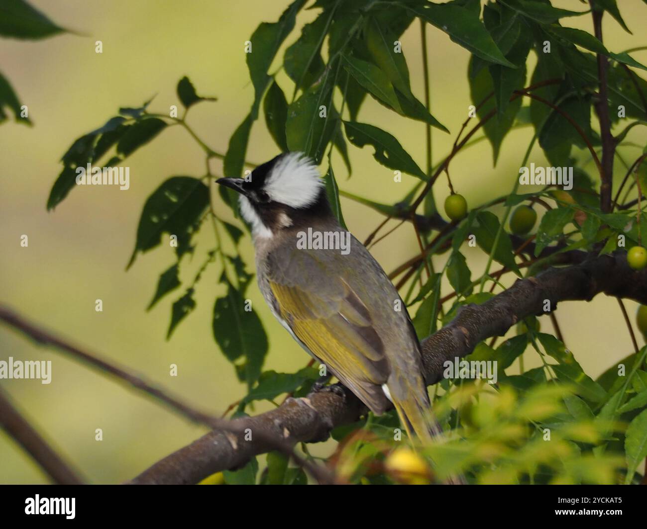 Taiwan Bulbul (Pycnonotus sinensis formosae) Aves Stock Photo - Alamy