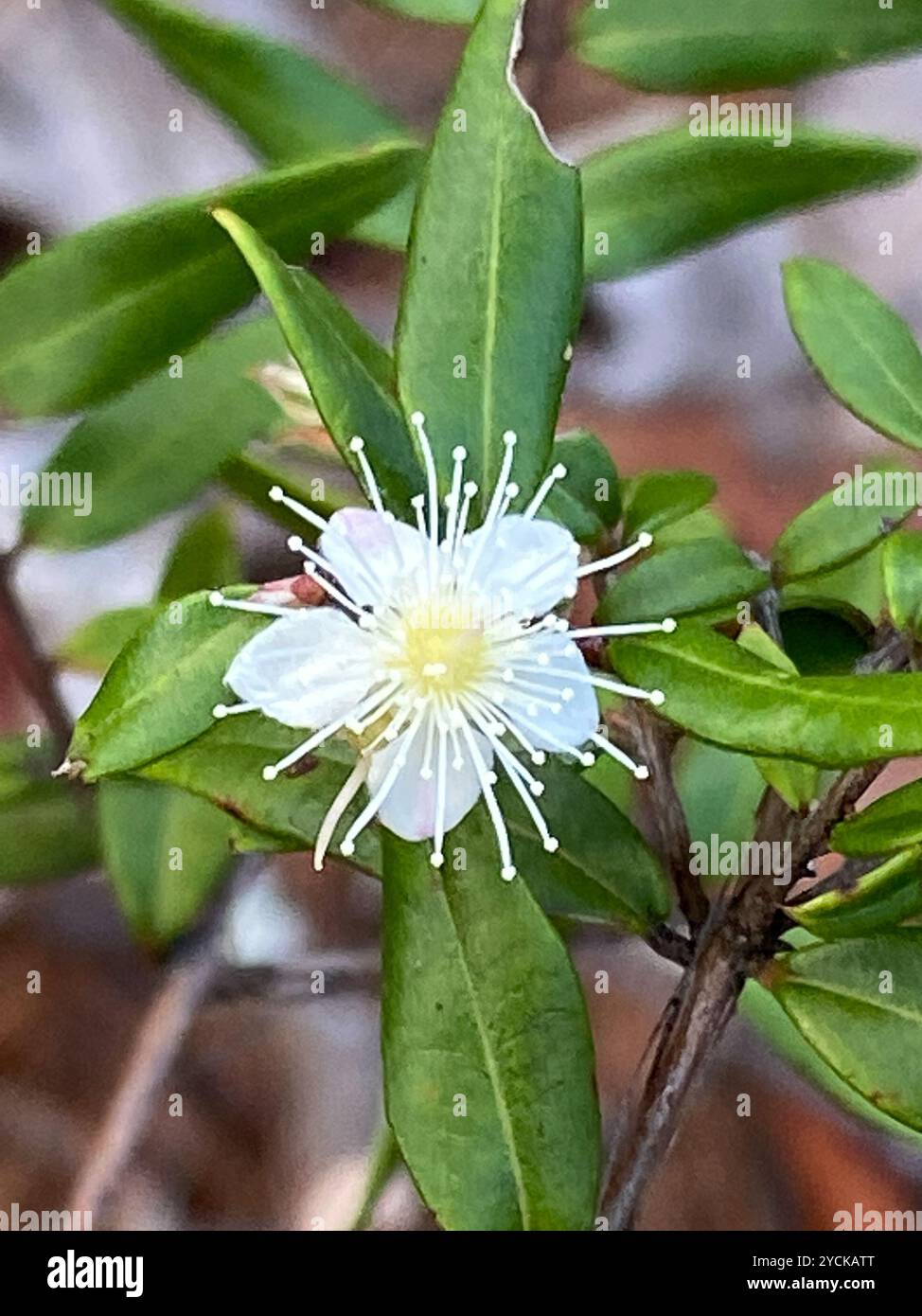 Austromyrtus hi-res stock photography and images - Alamy