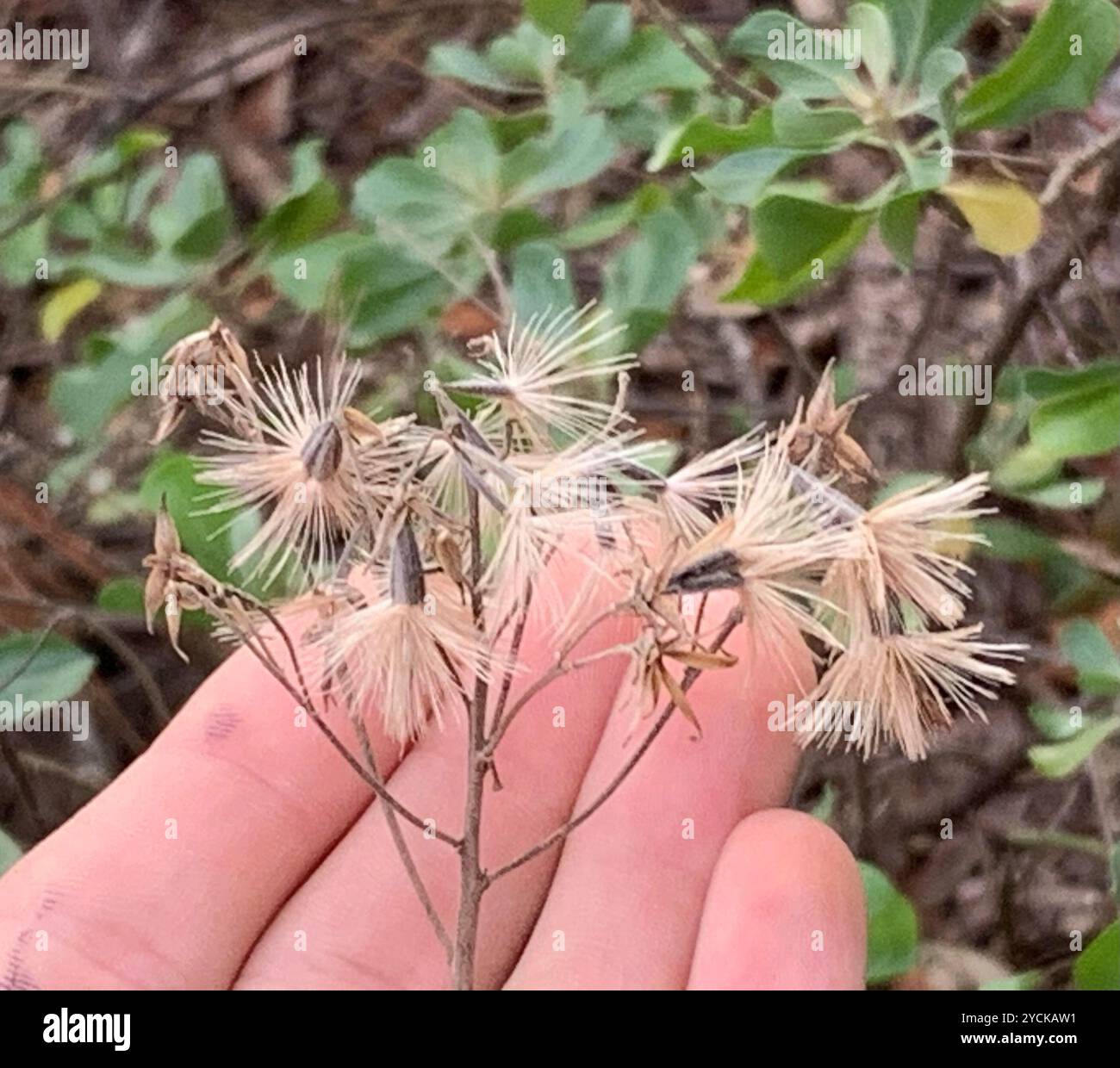 Garberia heterophylla hi-res stock photography and images - Alamy