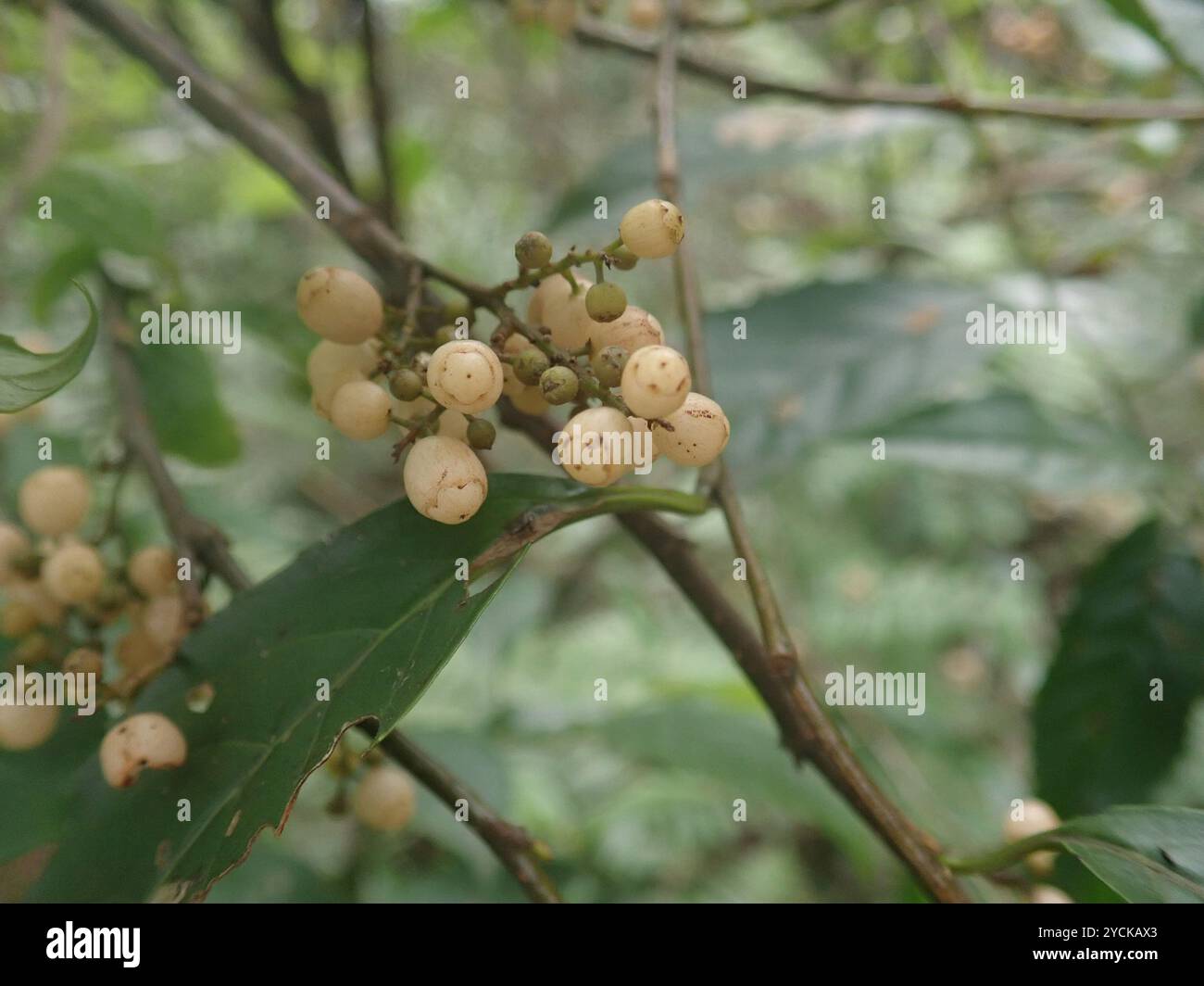 (Maesa perlaria formosana) Plantae Stock Photo - Alamy