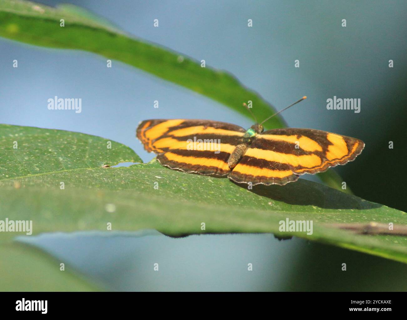 Common Lascar (Pantoporia hordonia) Insecta Stock Photo - Alamy