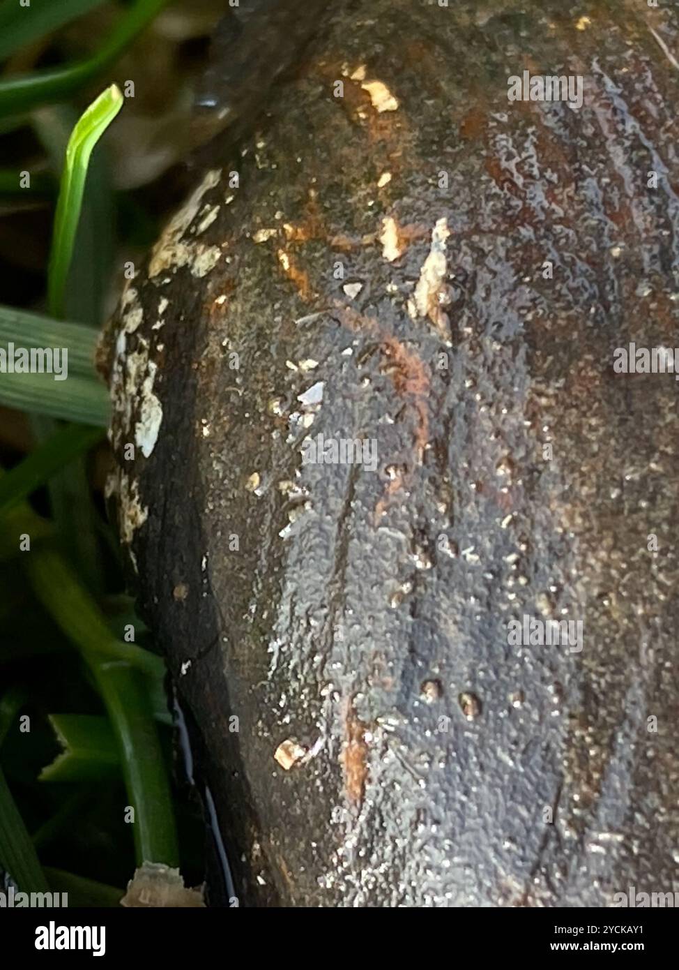 Swollen River-mussel (Unio tumidus) Mollusca Stock Photo - Alamy