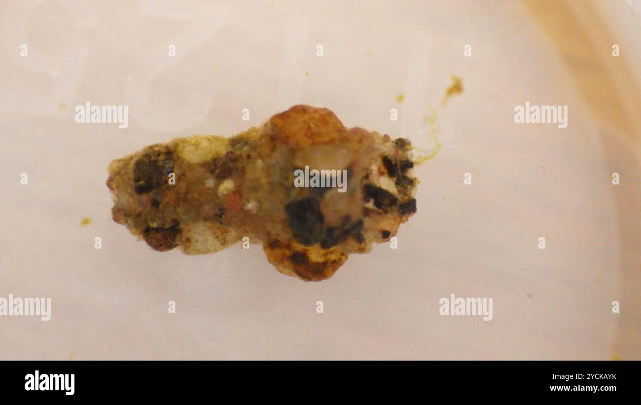 Stonecase Caddisflies (Uenoidae) Insecta Stock Photo - Alamy