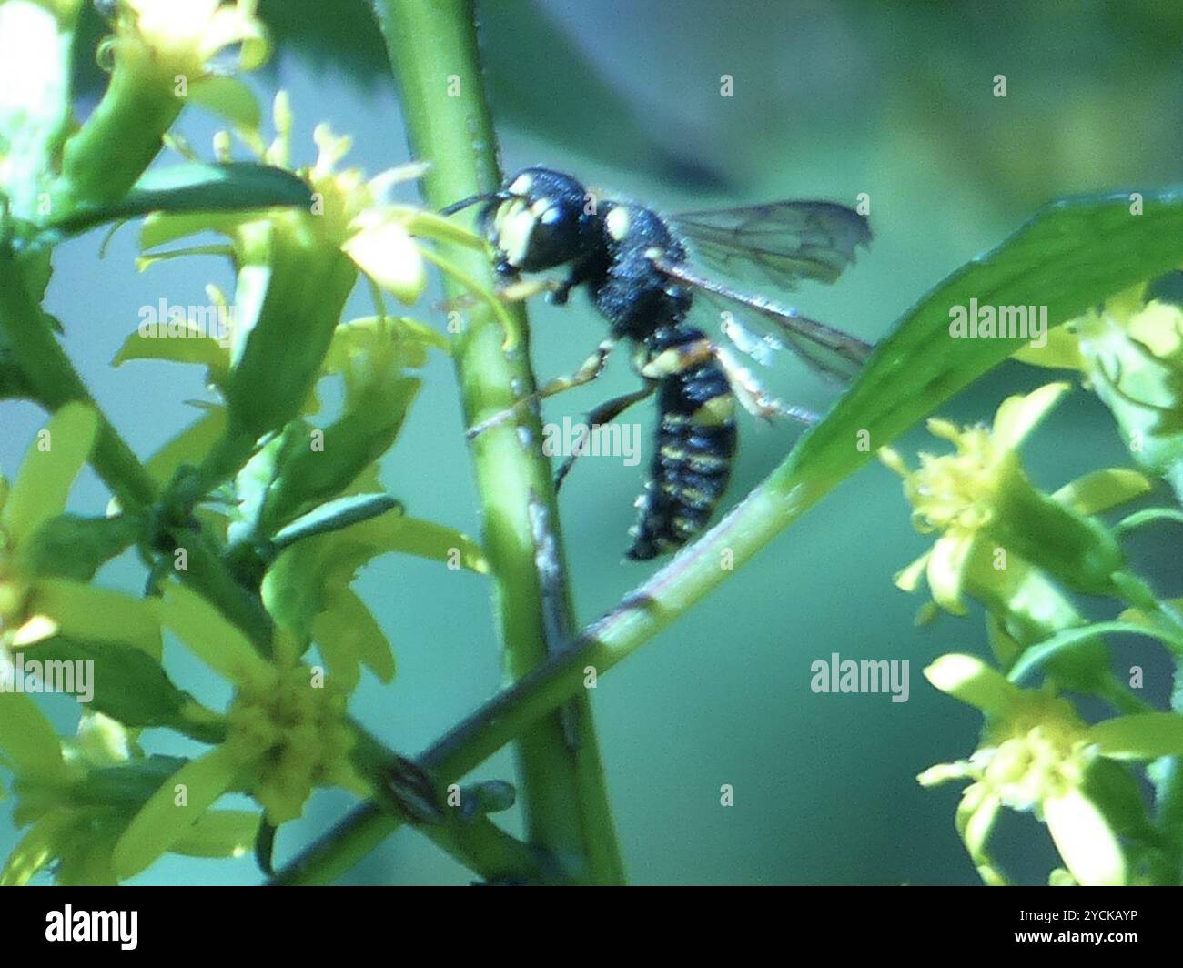 Typical Weevil Wasps and Allies (Cerceris) Insecta Stock Photo - Alamy