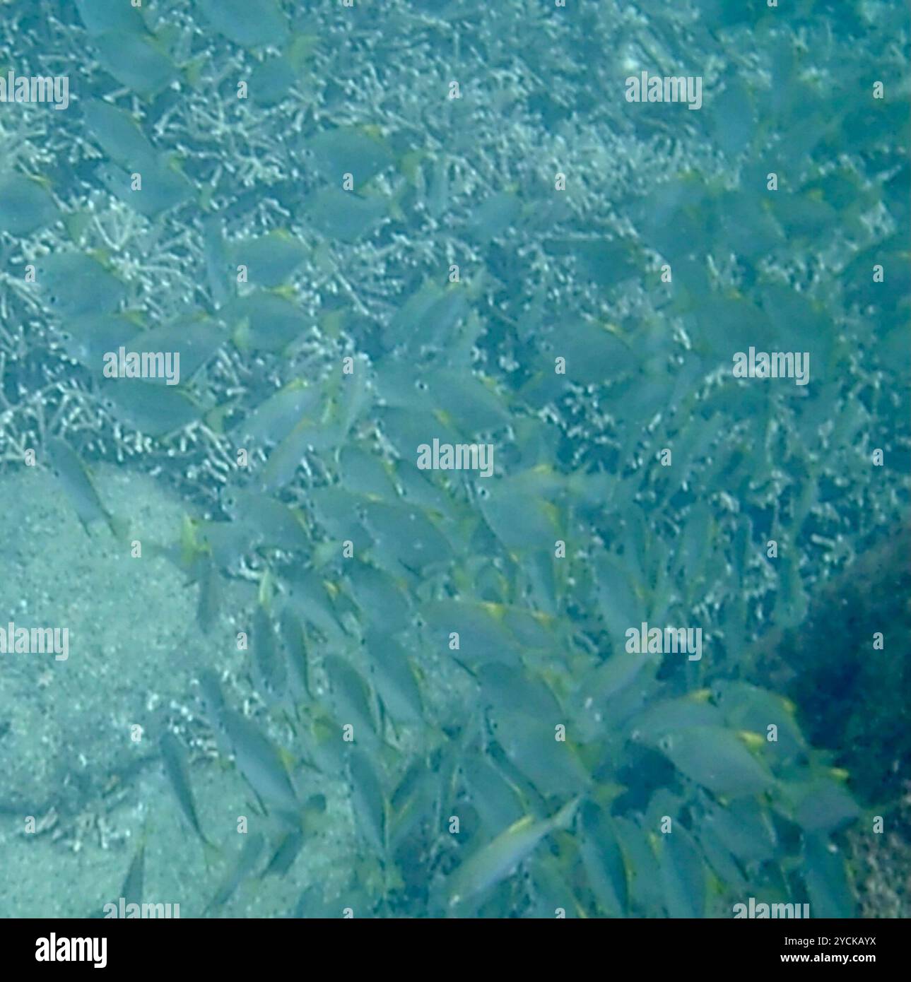 Diamondfish (Monodactylus argenteus) Actinopterygii Stock Photo - Alamy