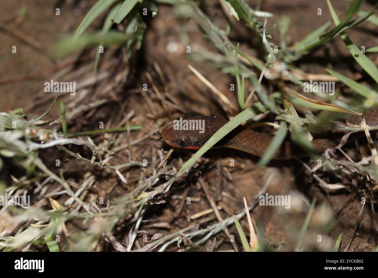 Red-lipped Snake (Crotaphopeltis hotamboeia) Reptilia Stock Photo - Alamy