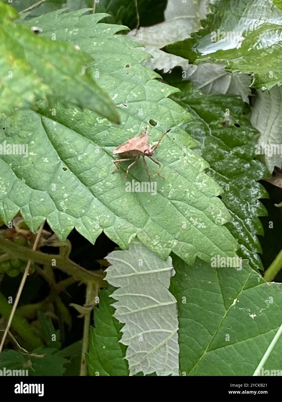Dock Bug (Coreus marginatus) Insecta Stock Photo - Alamy