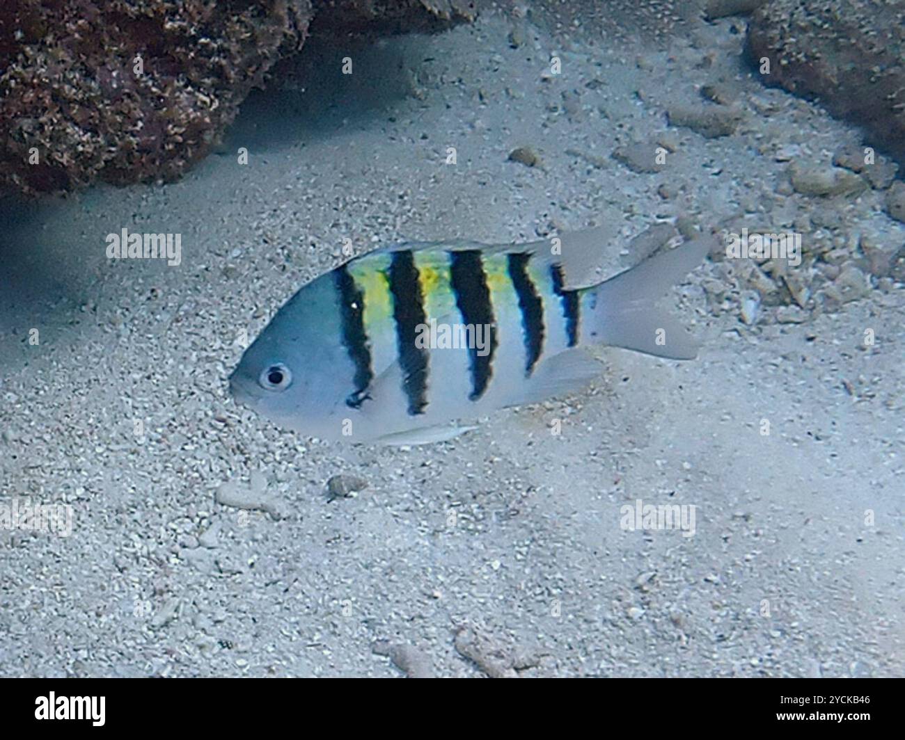 Atlantic Sergeant Major (Abudefduf saxatilis) Actinopterygii Stock ...