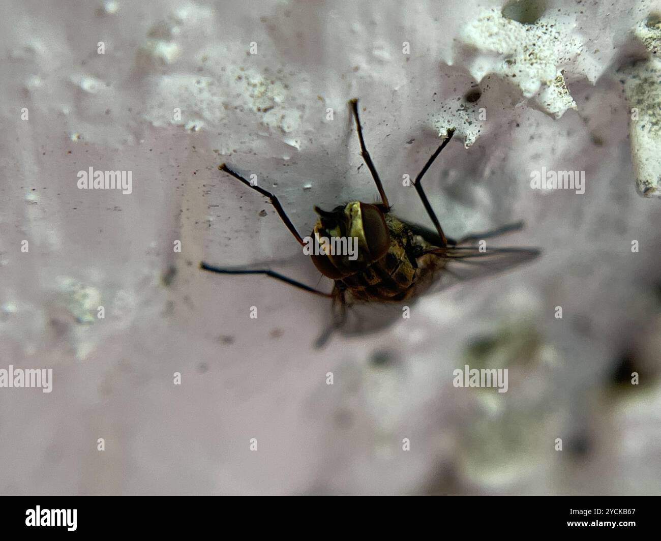 Stable Fly (Stomoxys calcitrans) Insecta Stock Photo - Alamy