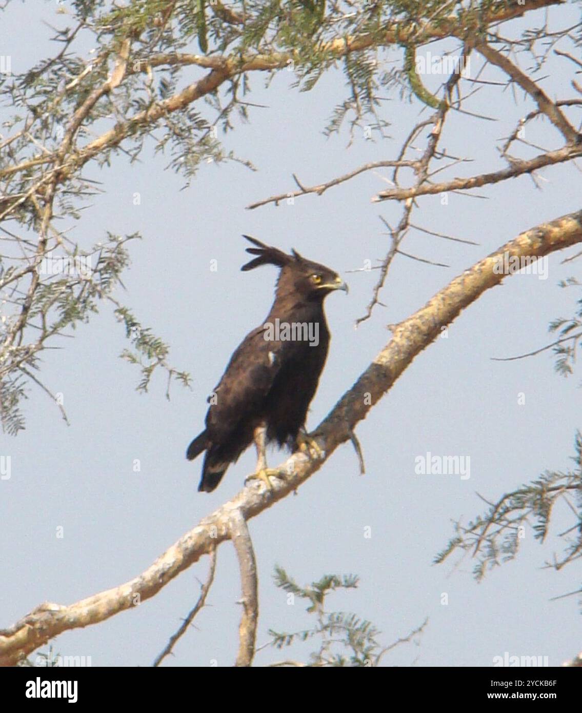 Long-crested Eagle (Lophaetus occipitalis) Aves Stock Photo - Alamy