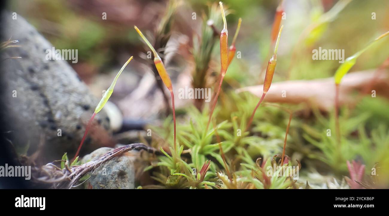 lesser smoothcap (Atrichum angustatum) Plantae Stock Photo - Alamy