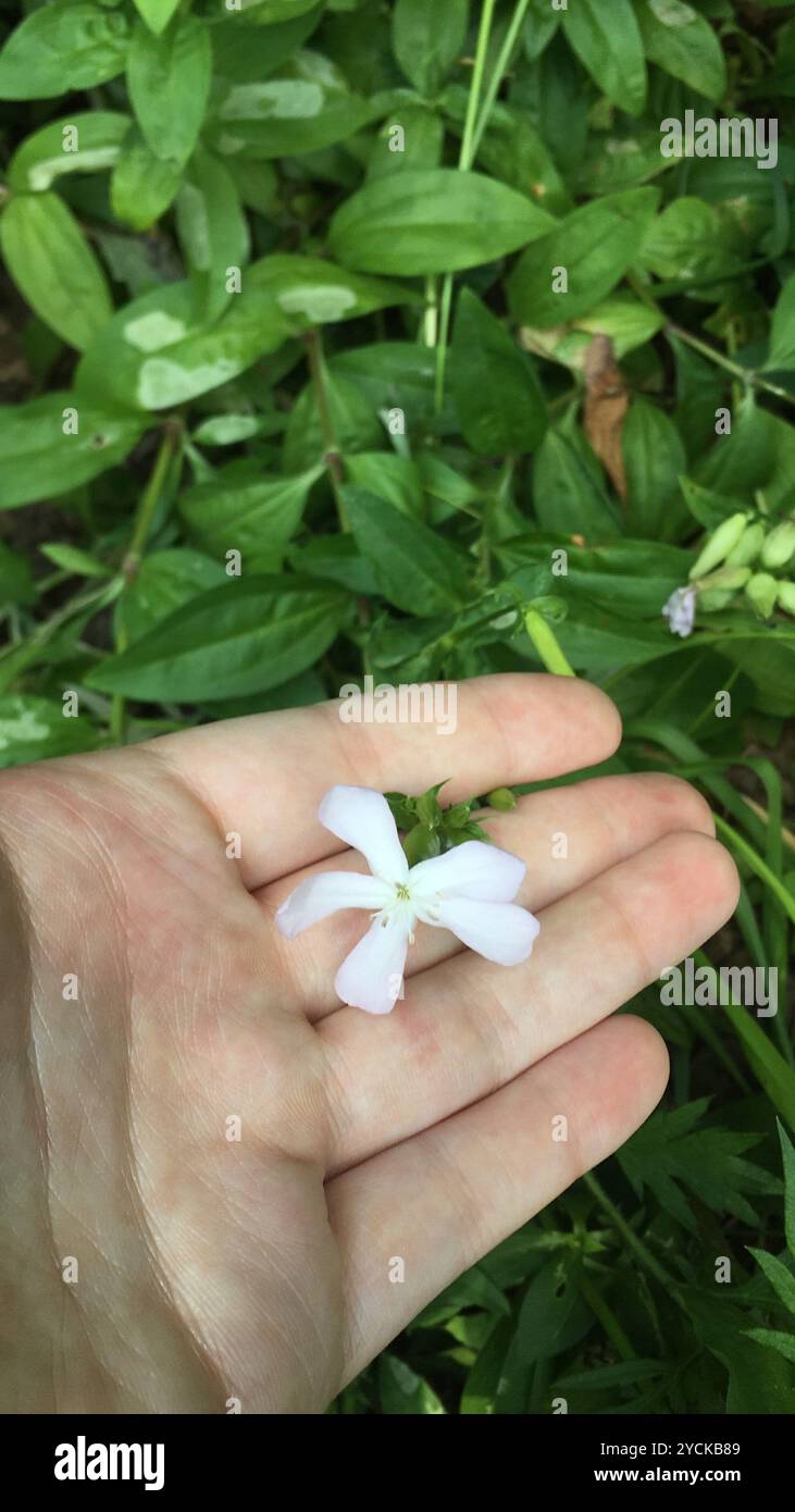 common soapwort (Saponaria officinalis) Plantae Stock Photo - Alamy