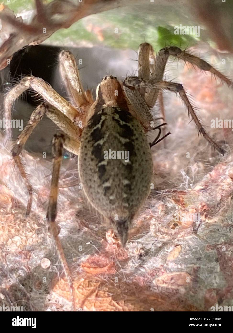 Labyrinth spider (Agelena labyrinthica) Arachnida Stock Photo - Alamy