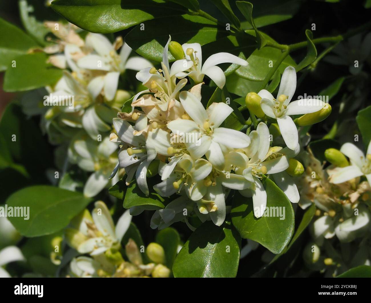 Orange Jasmine (Murraya paniculata) Plantae Stock Photo - Alamy