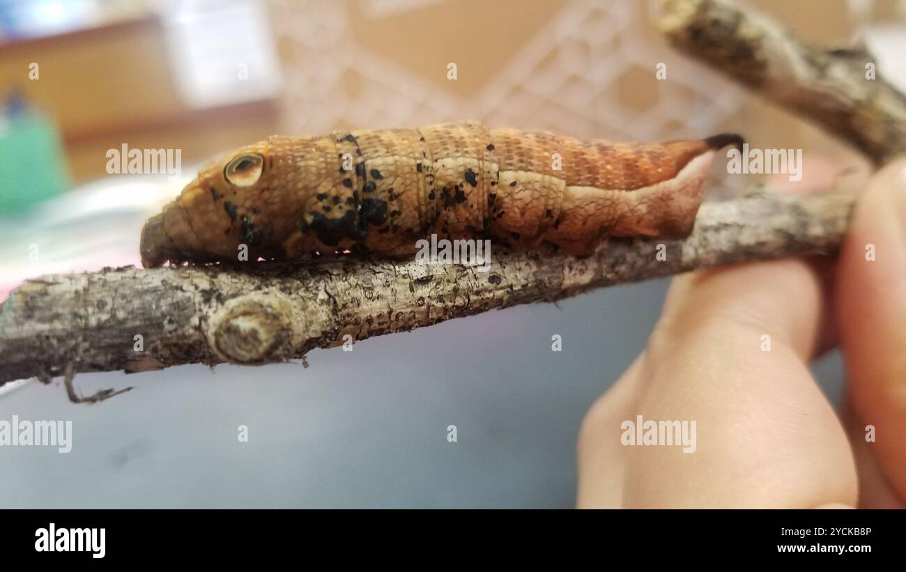 Pluto Sphinx (Xylophanes pluto) Insecta Stock Photo - Alamy