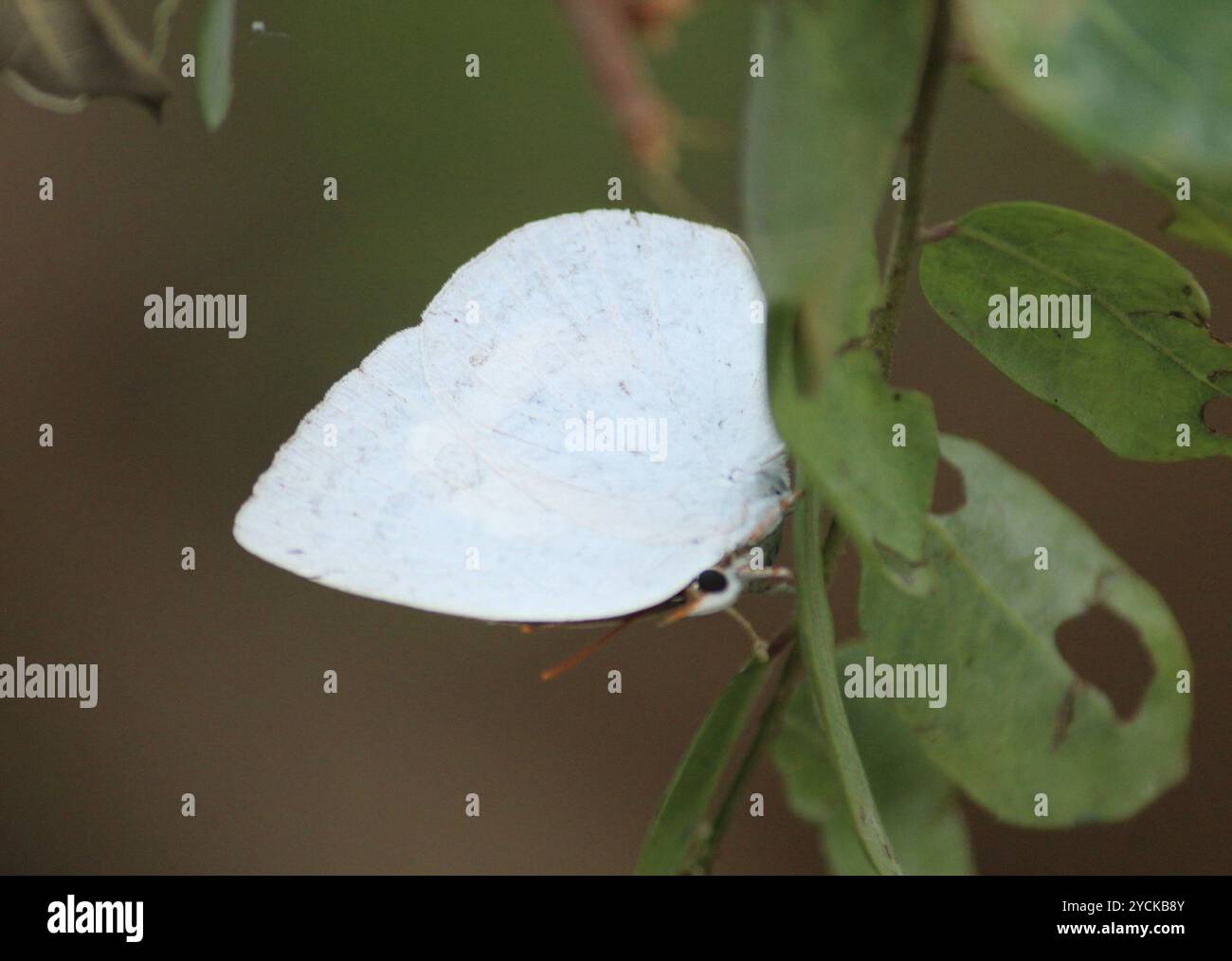 Indian Sunbeam (Curetis thetis) Insecta Stock Photo - Alamy