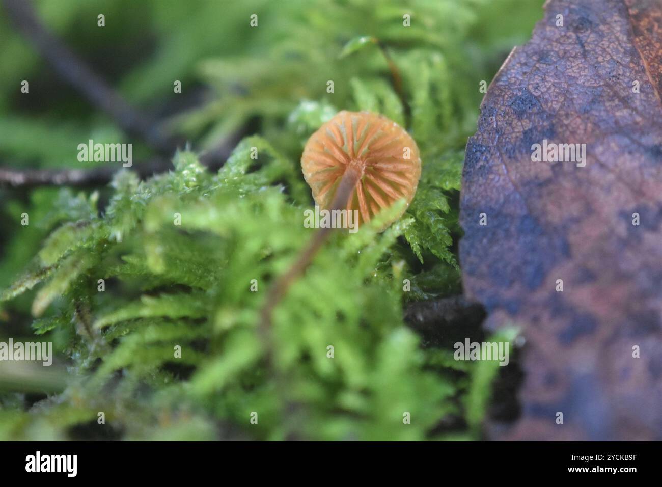 Moss Bell (Galerina hypnorum) Fungi Stock Photo - Alamy