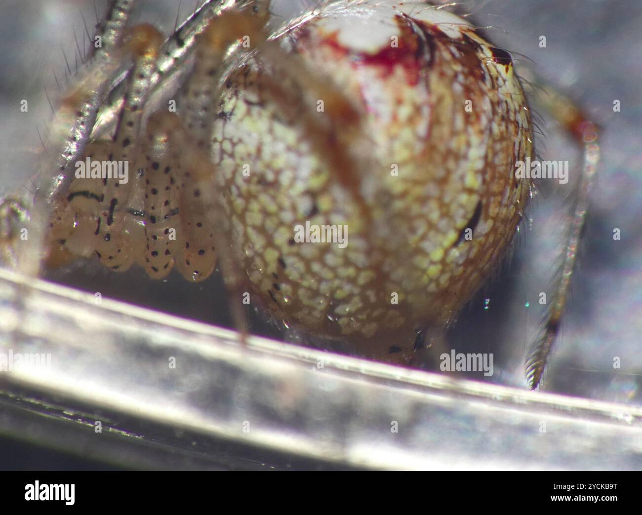 Comb-footed Spiders (Theridiidae) Arachnida Stock Photo - Alamy