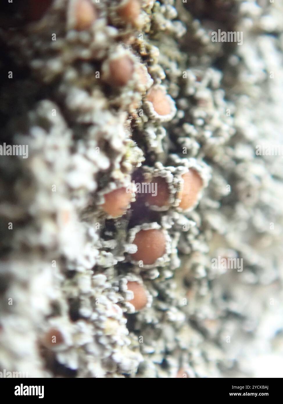 Brown-gray Moss-shingle Lichen (Protopannaria pezizoides) Fungi Stock ...