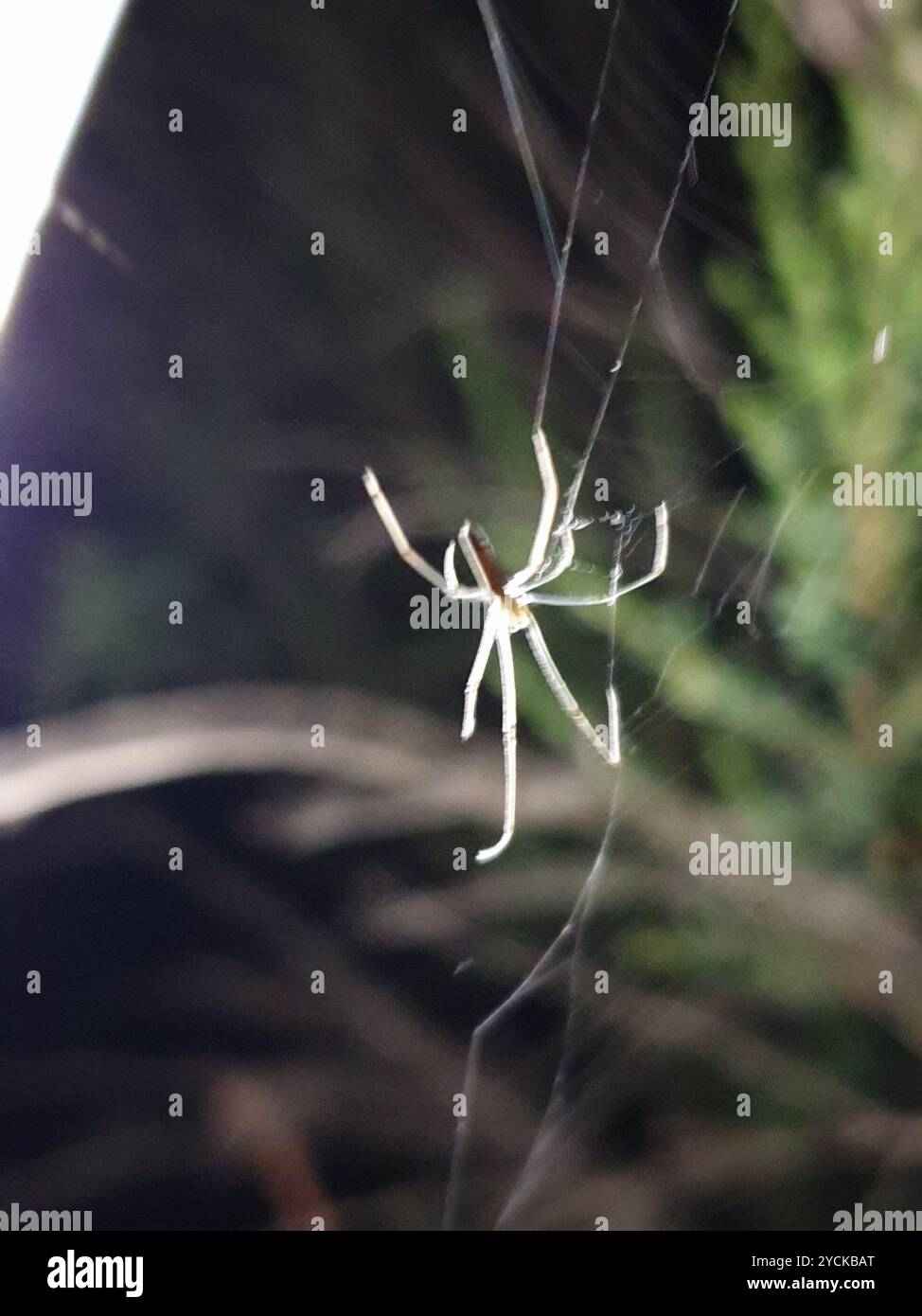 Stretch Spiders (Tetragnatha) Arachnida Stock Photo - Alamy