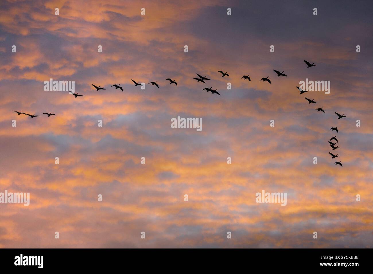 Image of a flight of geese high in the sky with a red and purple sky ...