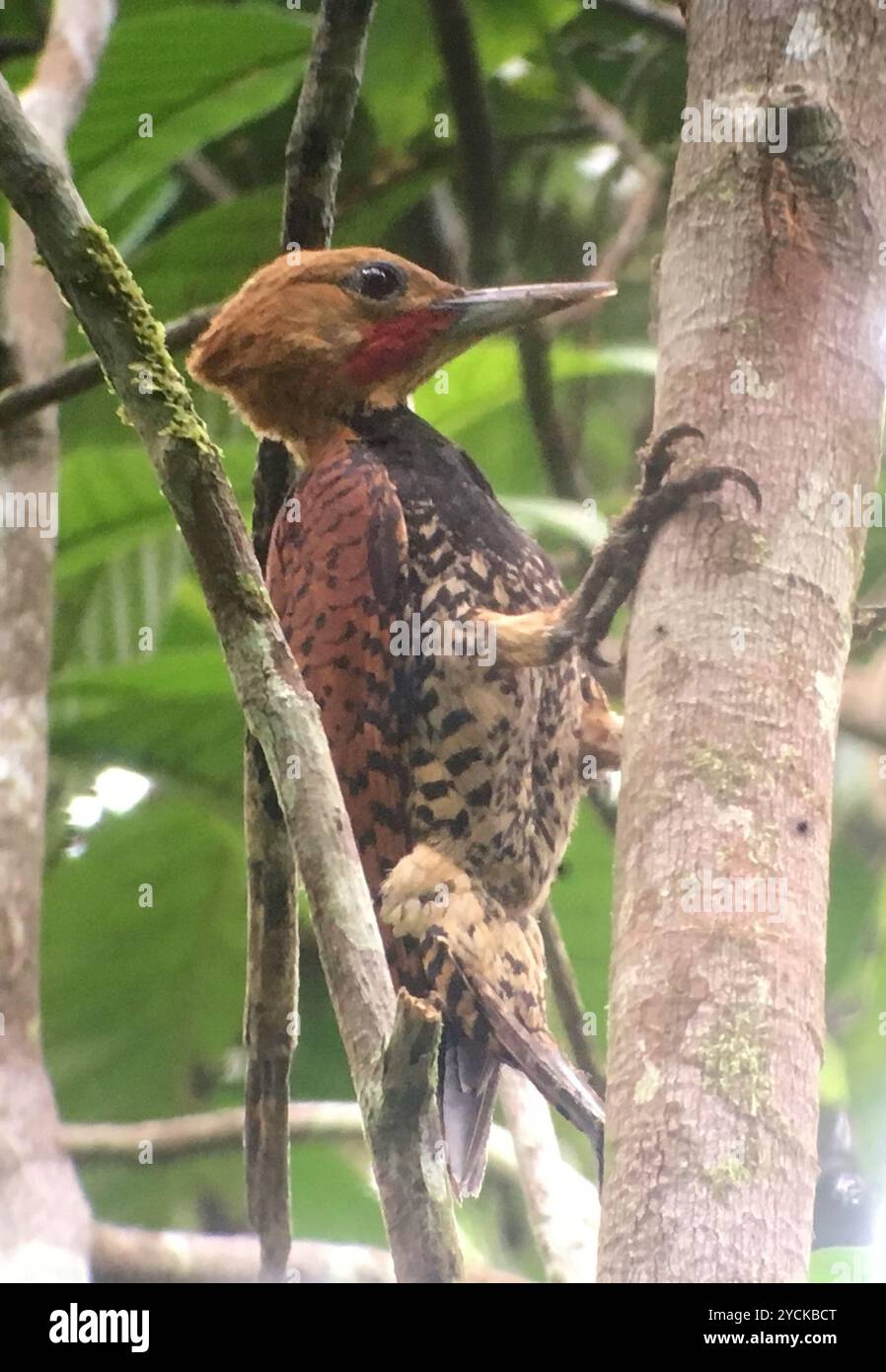 Ringed Woodpecker (Celeus torquatus) Aves Stock Photo - Alamy