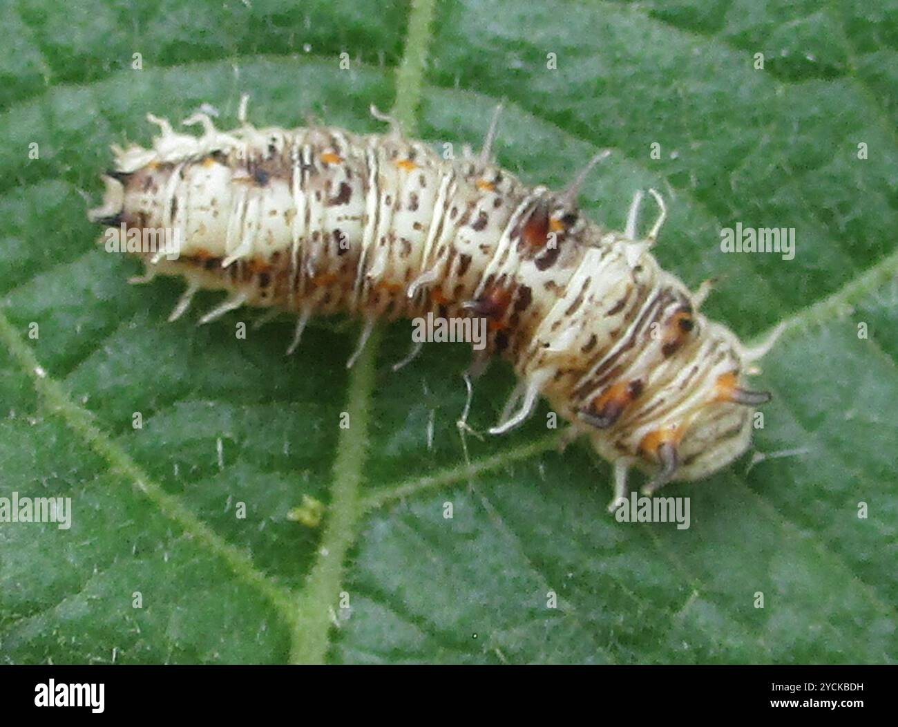 Spiny Bollworm (Earias biplaga) Insecta Stock Photo - Alamy