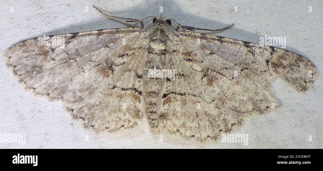 Brown-shaded Gray (Iridopsis defectaria) Insecta Stock Photo - Alamy