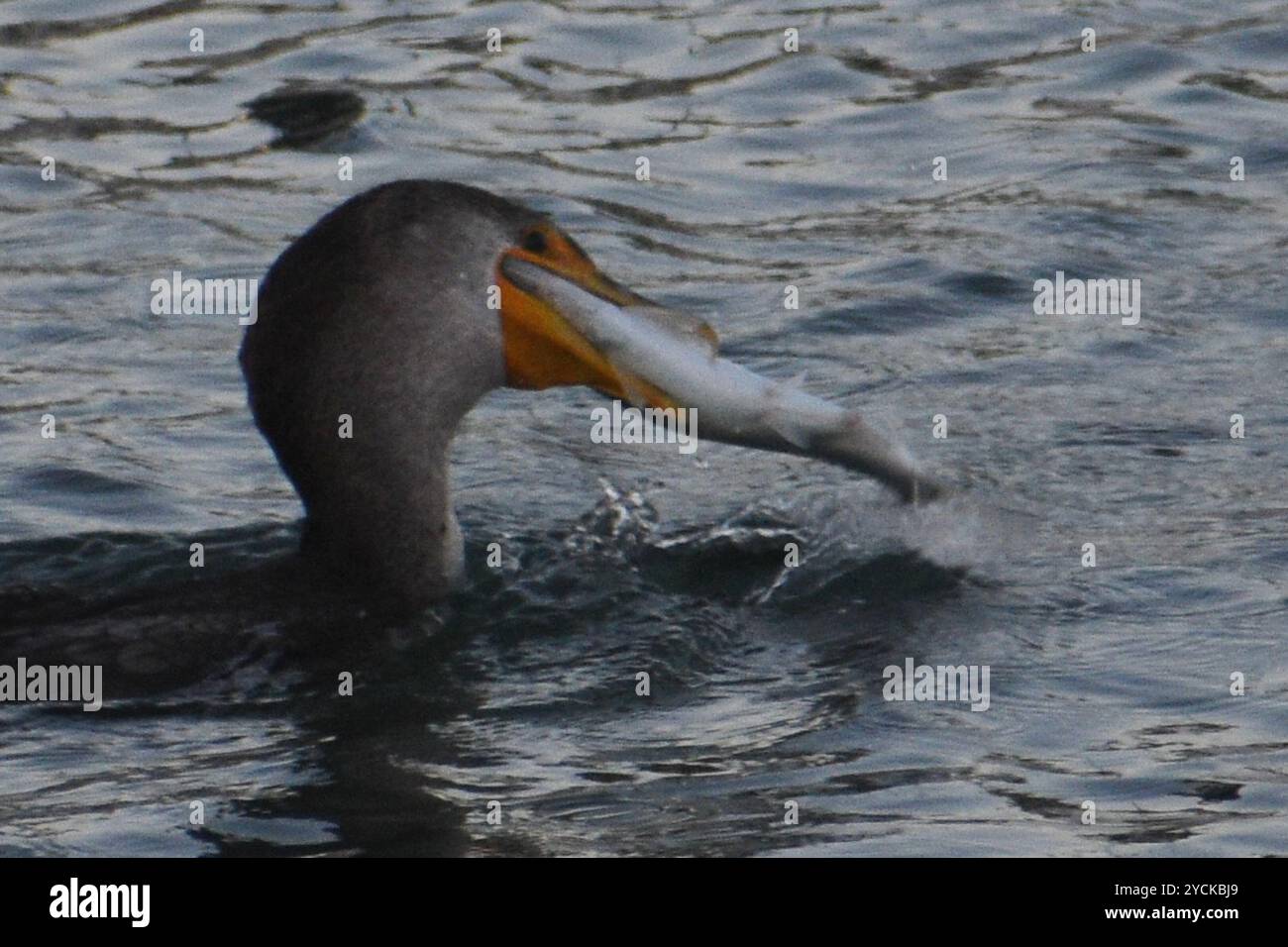 Pacific Herring (Clupea pallasii) Actinopterygii Stock Photo - Alamy