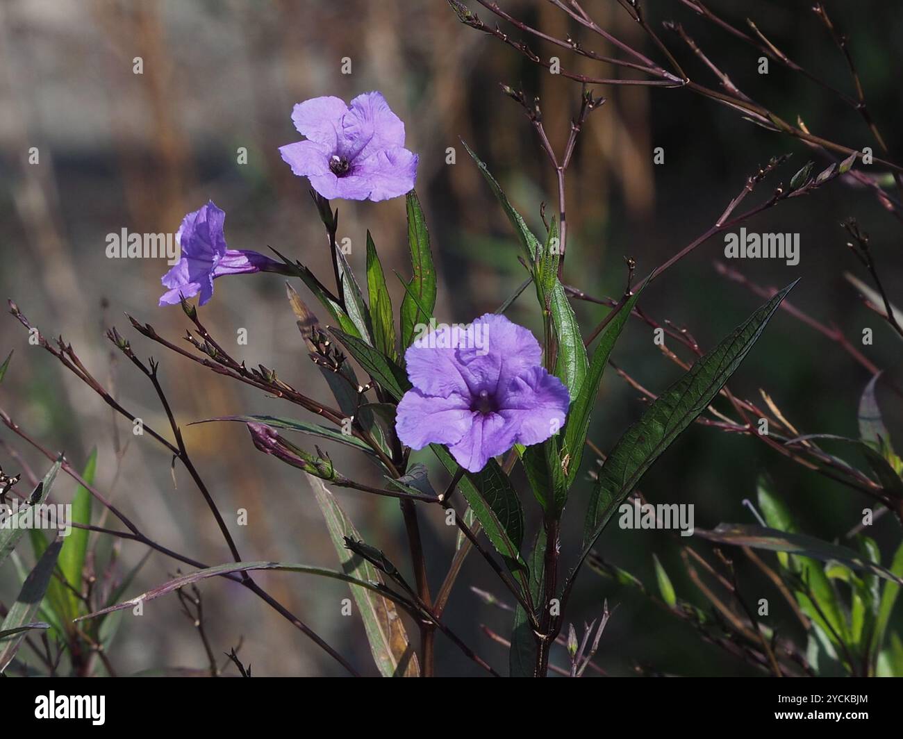 Mexican ruellia (Ruellia simplex) Plantae Stock Photo - Alamy