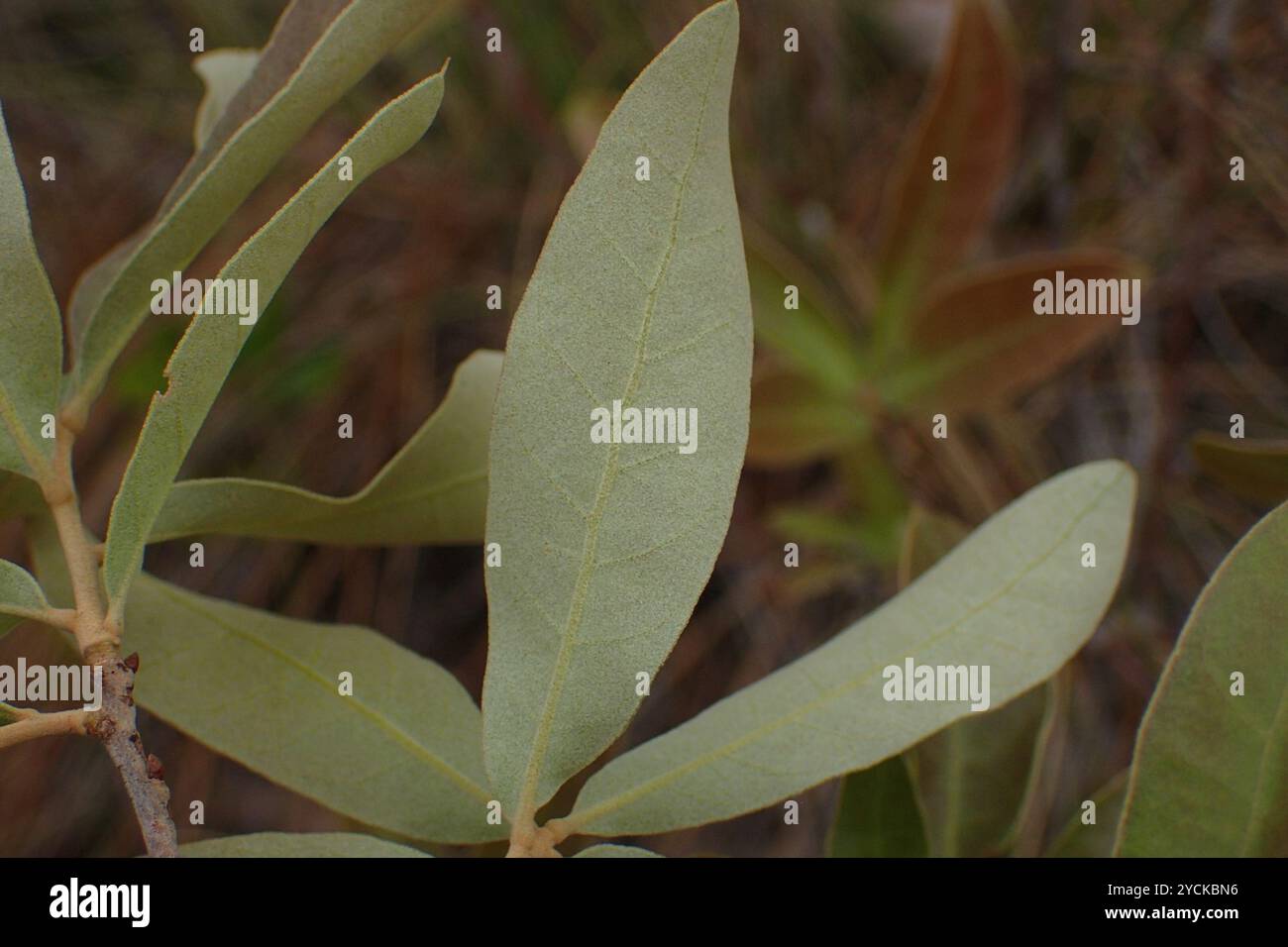bluejack oak (Quercus incana) Plantae Stock Photo - Alamy