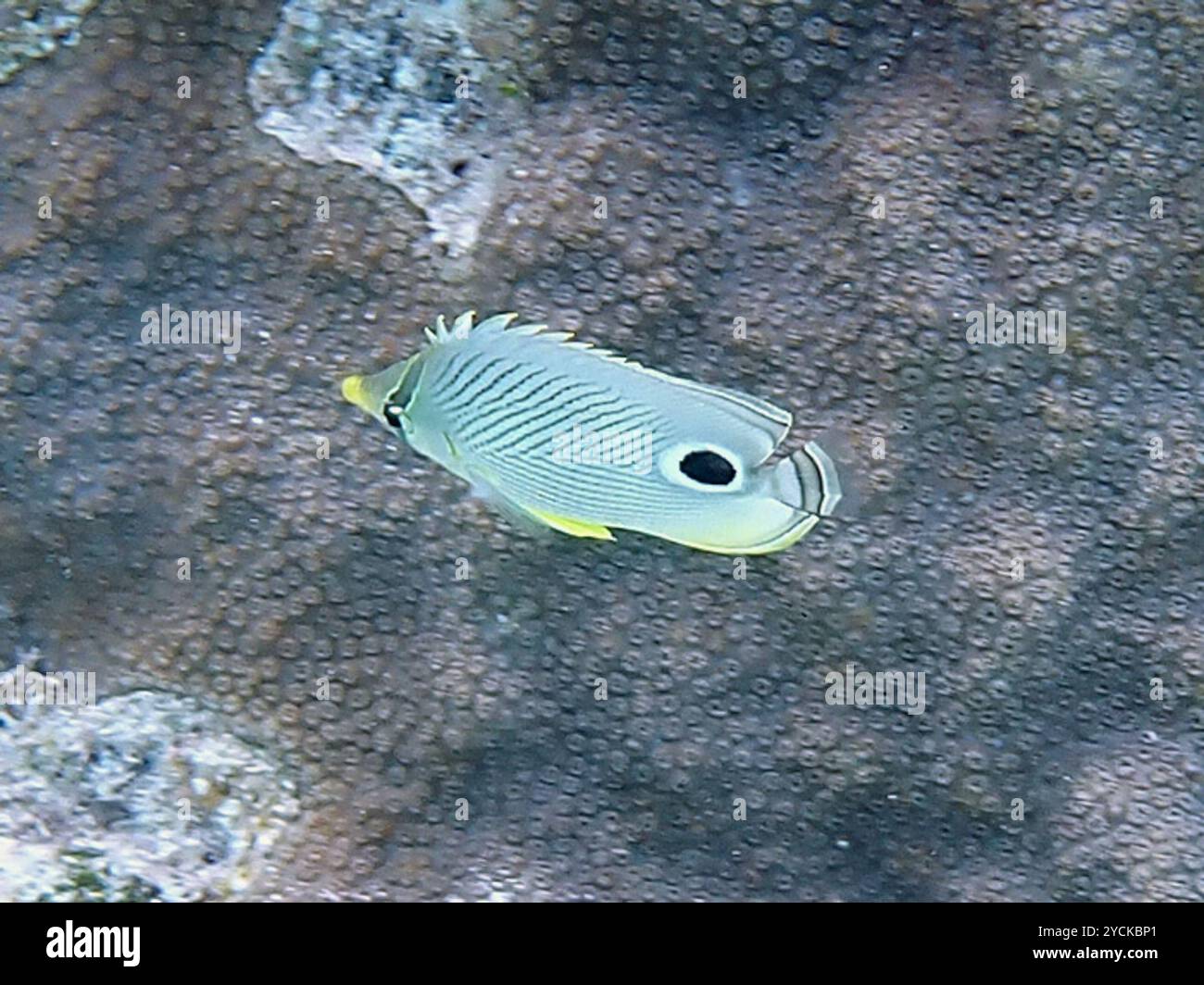 Four-eyed Butterflyfish (Chaetodon capistratus) Actinopterygii Stock ...